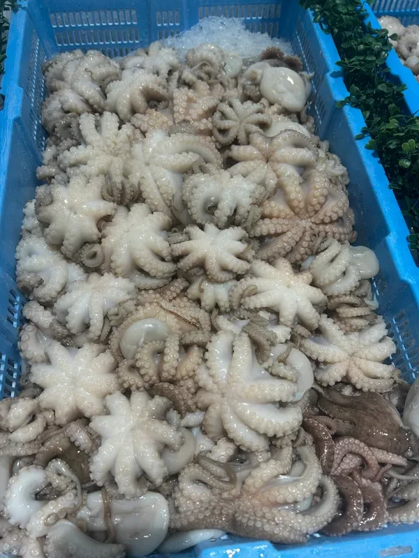 Buy Cleaned Octopus 500g Online — Fresh Squid, Octopus & Cuttlefish ...